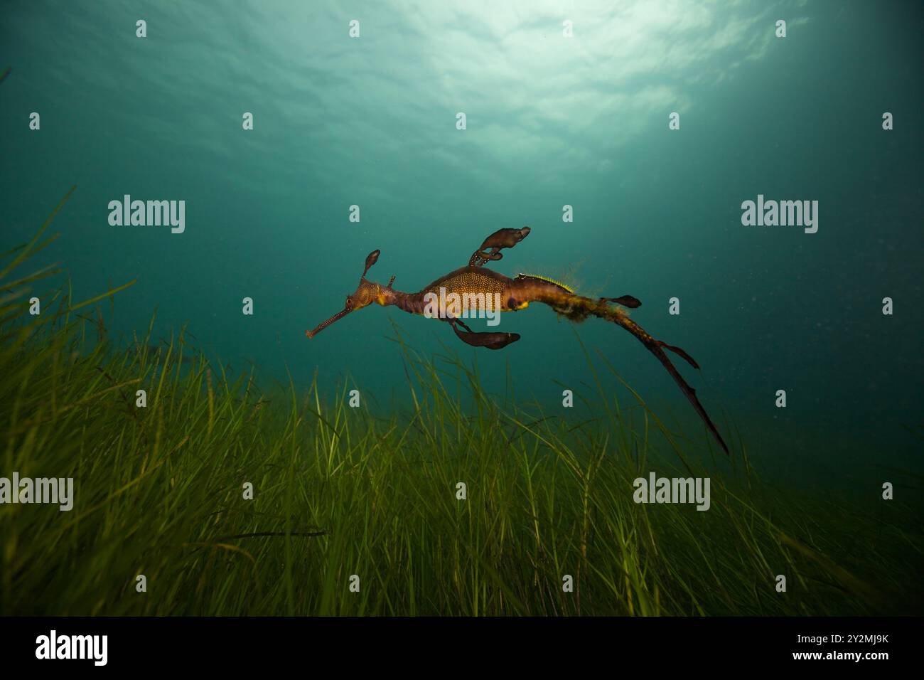 Marine life Of port philip bay, Victoria, Australia Stock Photo - Alamy