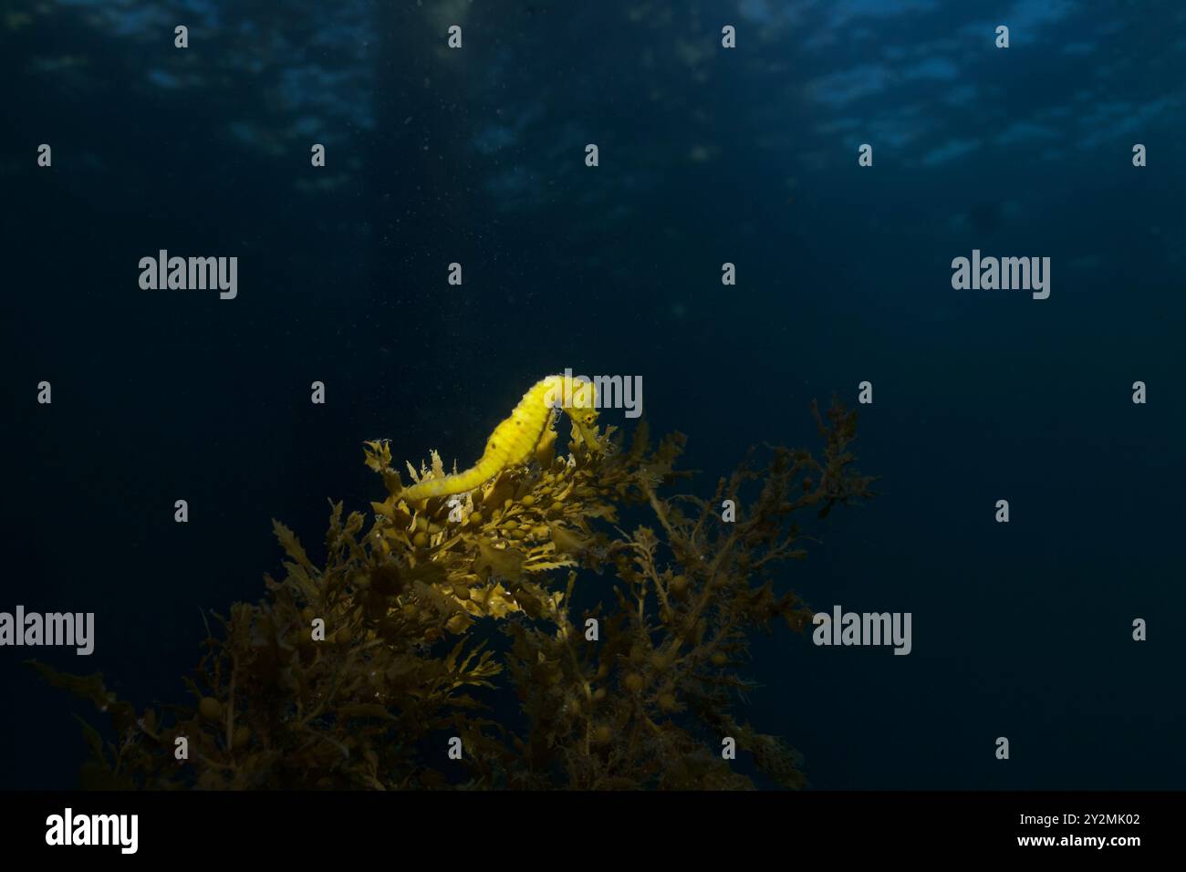 Marine life Of port philip bay, Victoria, Australia Stock Photo - Alamy