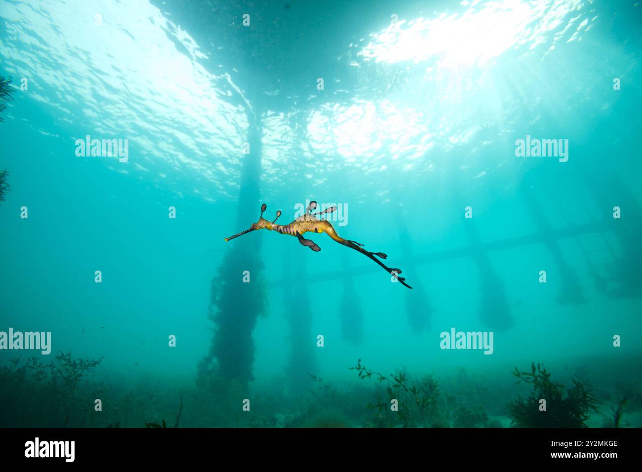 Marine life Of port philip bay, Victoria, Australia Stock Photo - Alamy