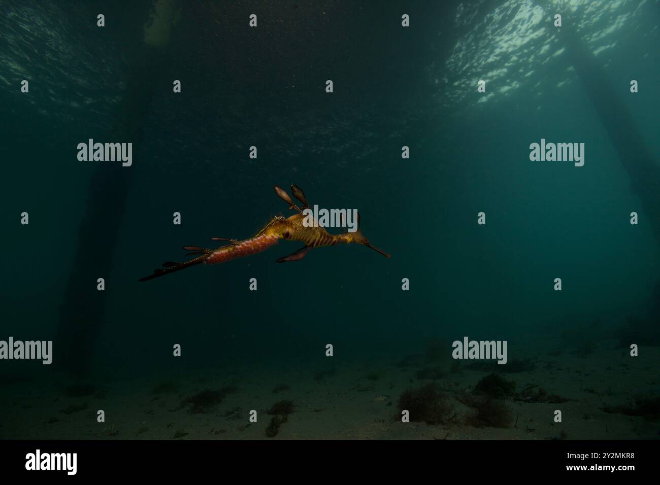 Marine life Of port philip bay, Victoria, Australia Stock Photo - Alamy
