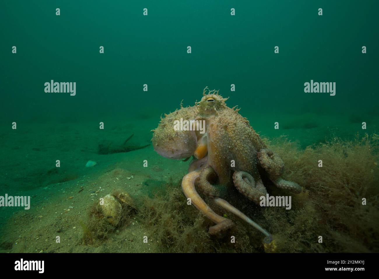 Marine life Of port philip bay, Victoria, Australia Stock Photo - Alamy