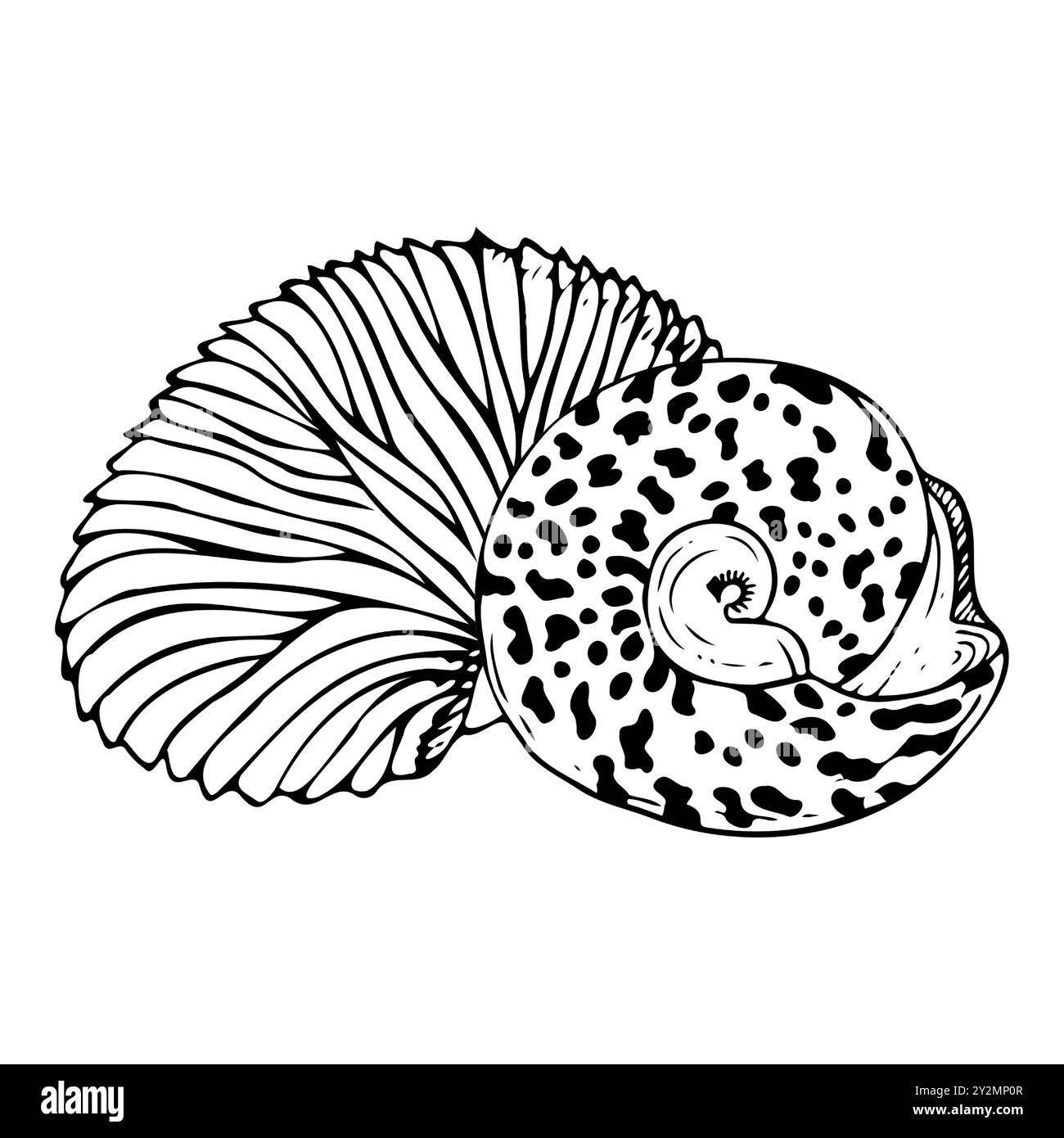 Line Round trochus snail spiral seashell with Nautilus eggcase black ...