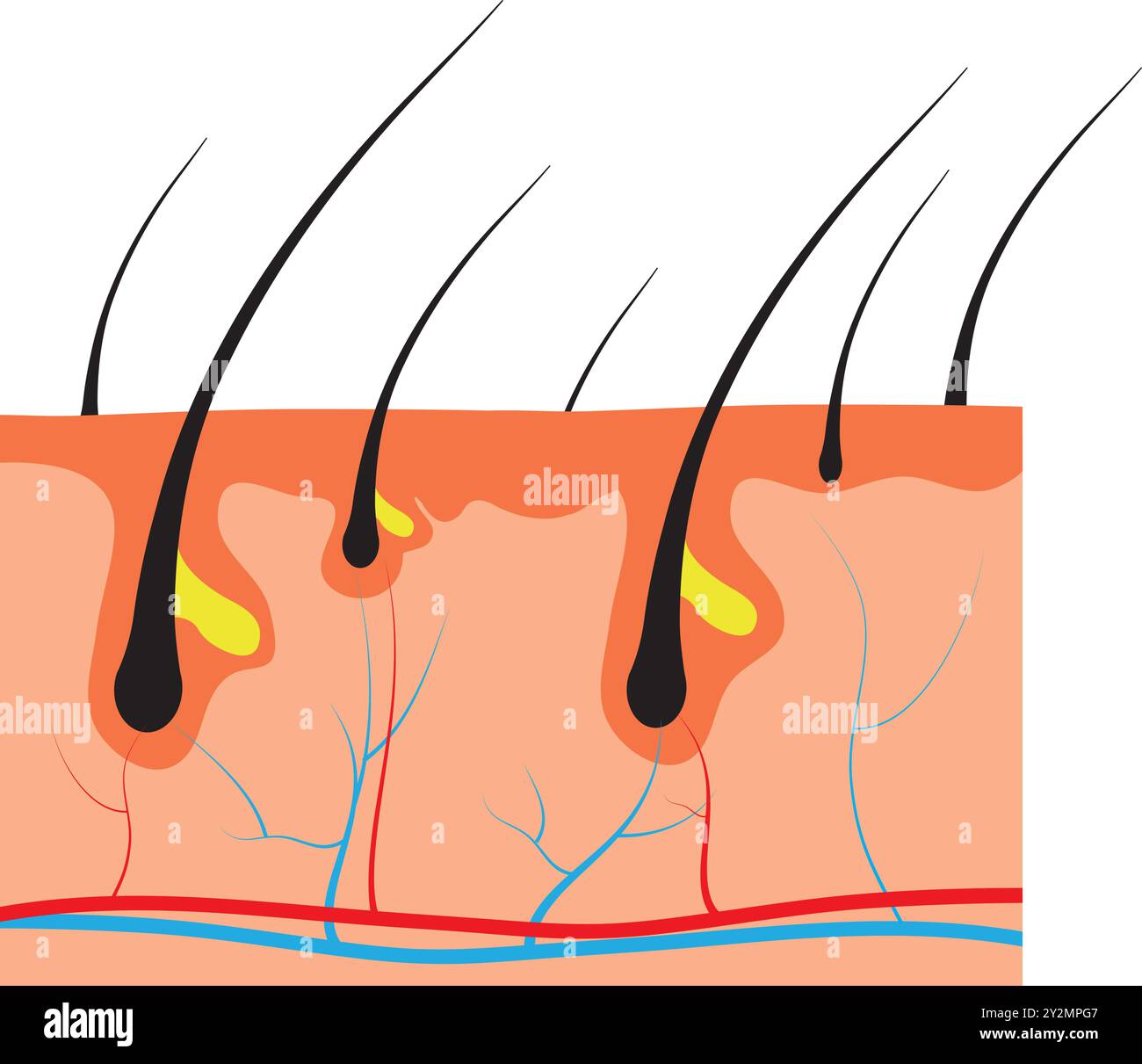 Vector illustration of human hair diagram. Piece of human skin and all ...
