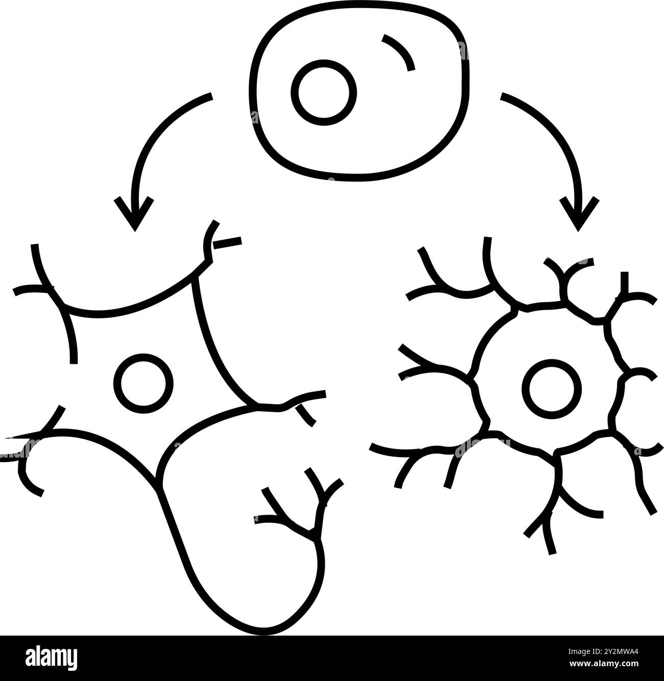 neurogenesis neuroscience neurology line icon vector illustration Stock ...