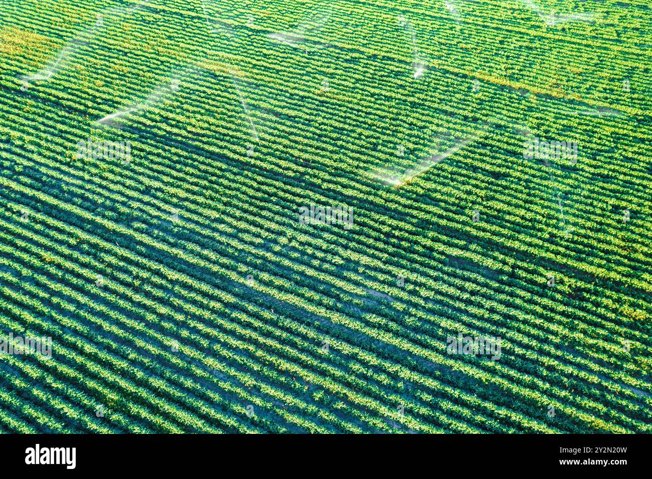 potato field with sprinkler irrigation system, drone aerial view ...