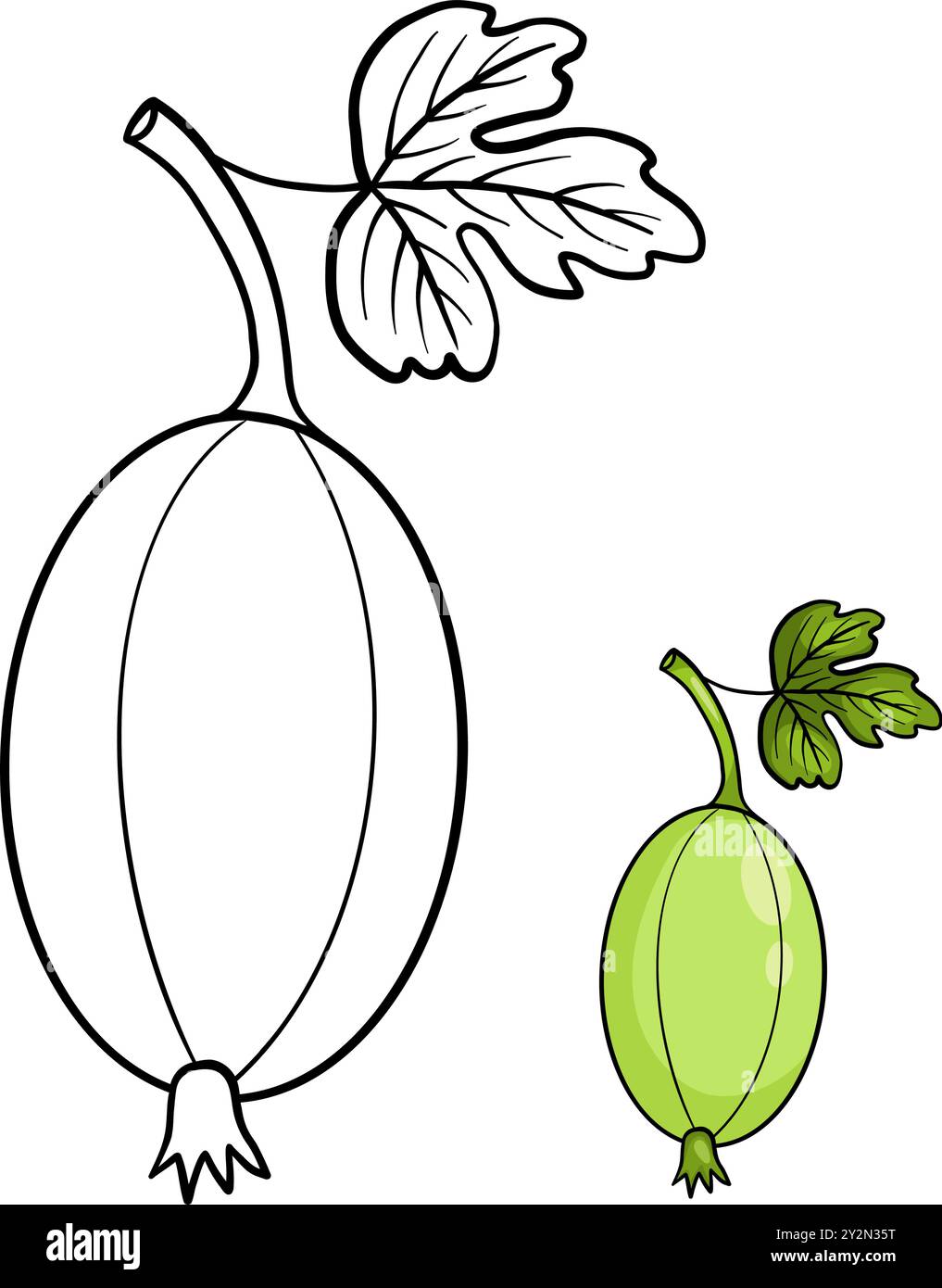 Gooseberry garden coloring hi-res stock photography and images - Alamy