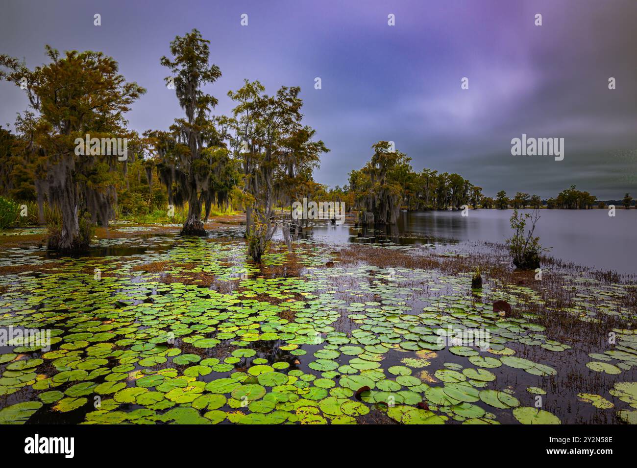 Lilypads float gently hi-res stock photography and images - Alamy