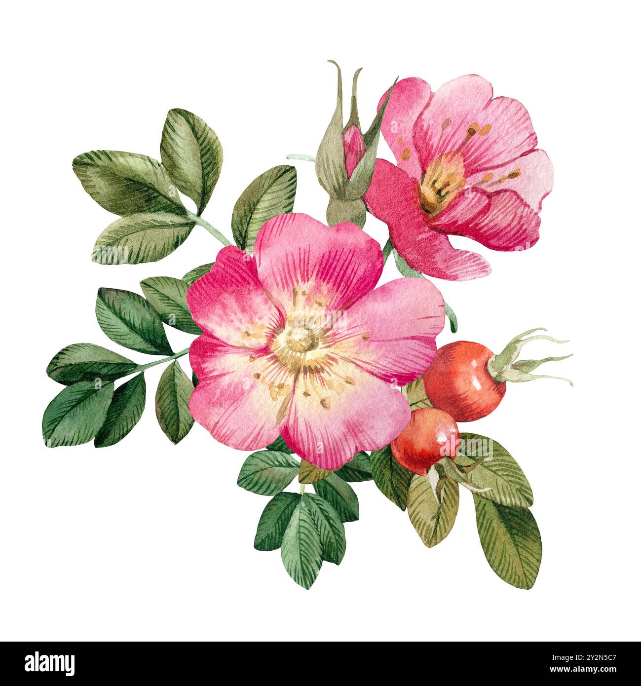 Rose hips illustration isolated on white background. Hand drawn ...