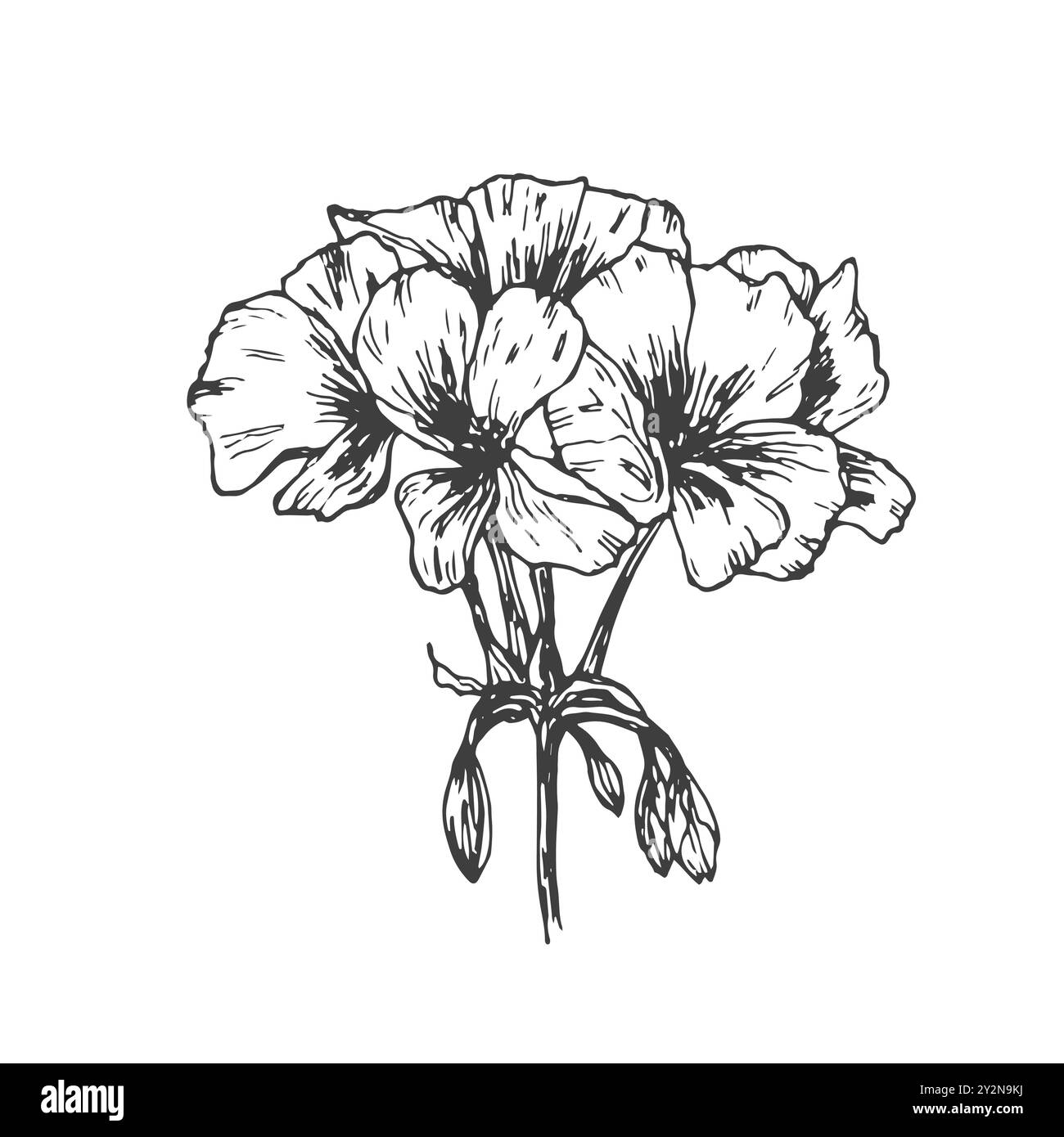 Geranium flower, botanical sketch, outline. Hand drawing ink Stock ...