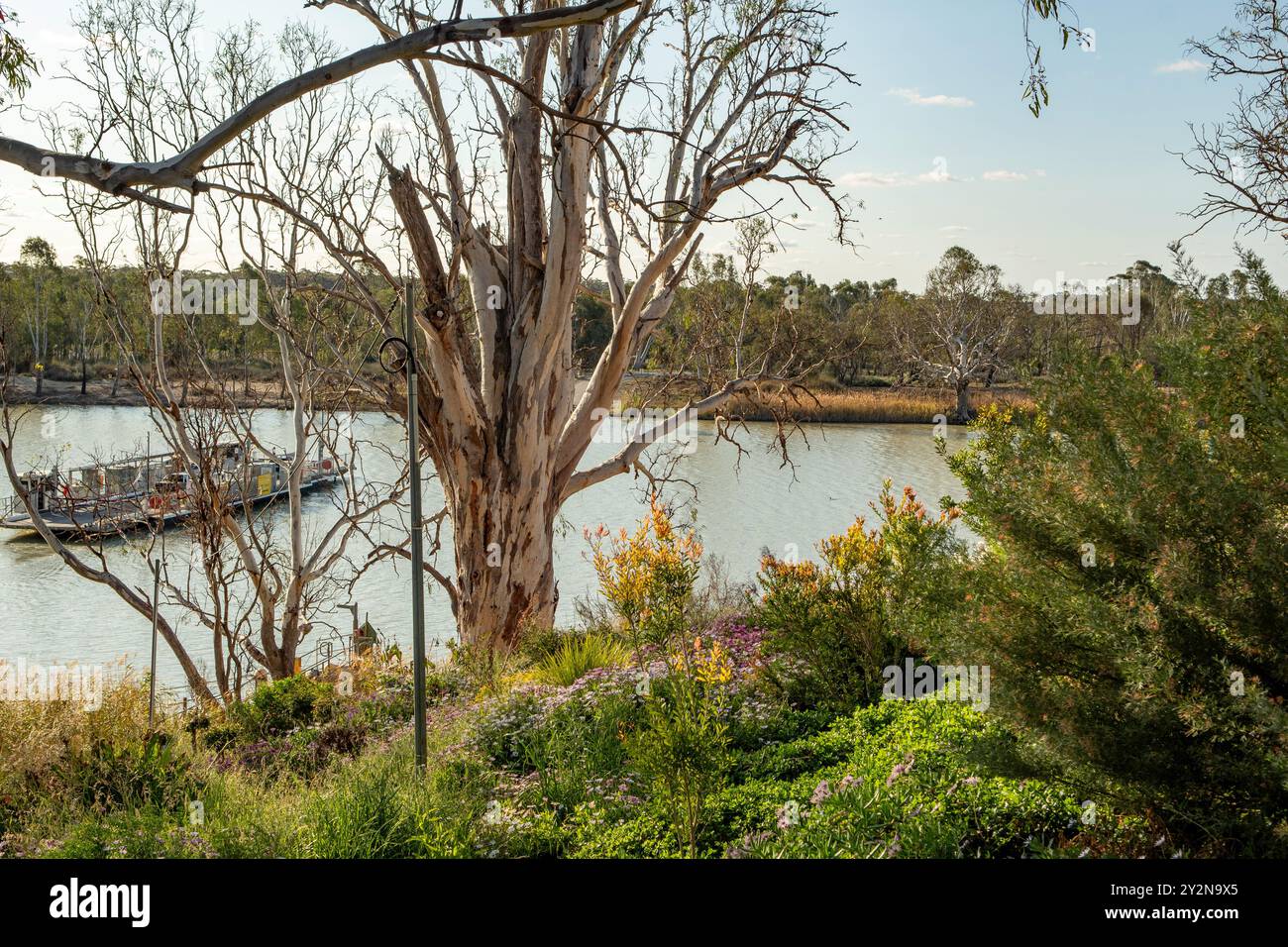 The Ferry over River Murray, Swan Reach, South Australia, Australia ...