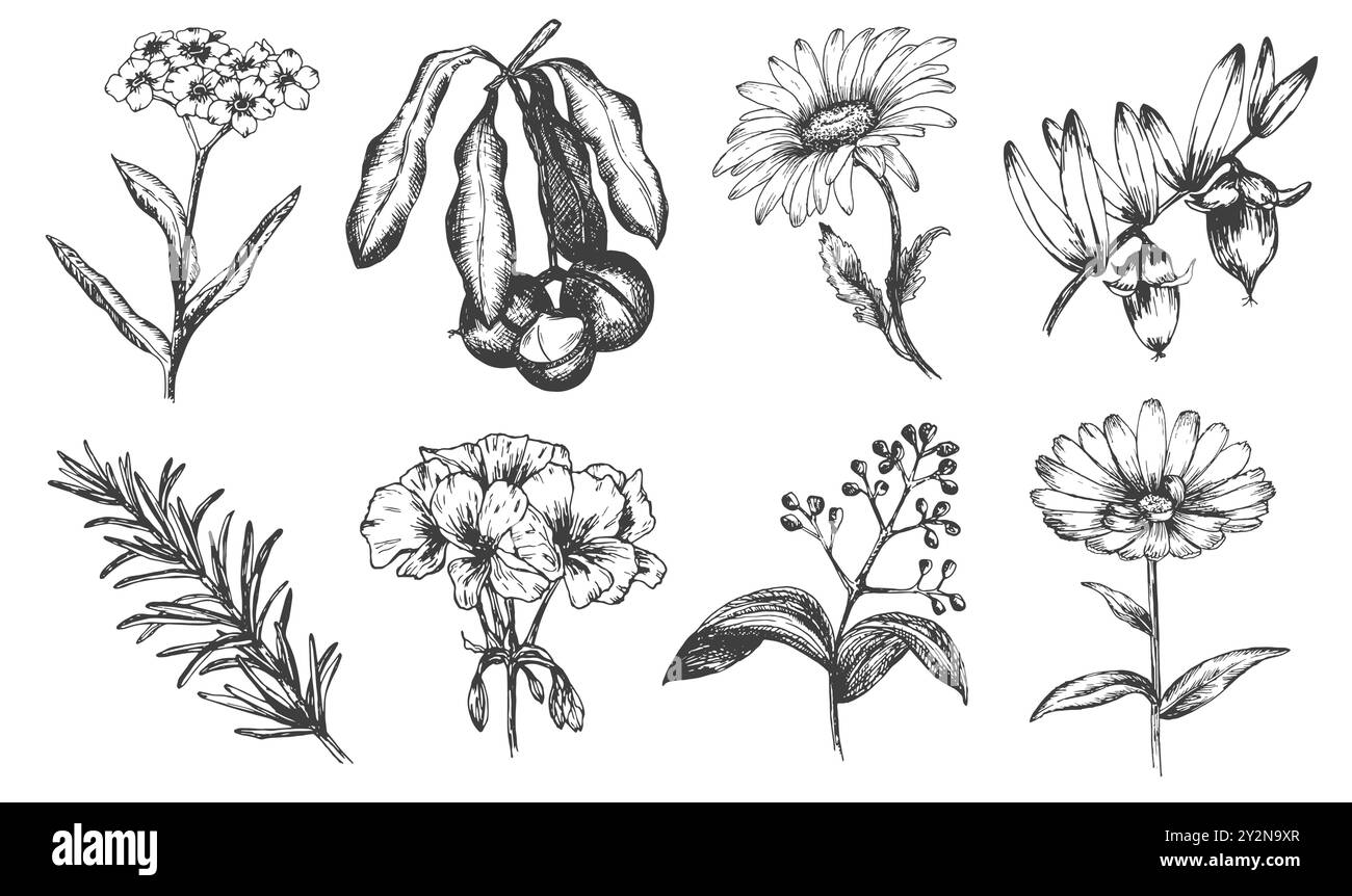 Herbs set. Ink sketch isolated on white background. Hand drawn vector ...
