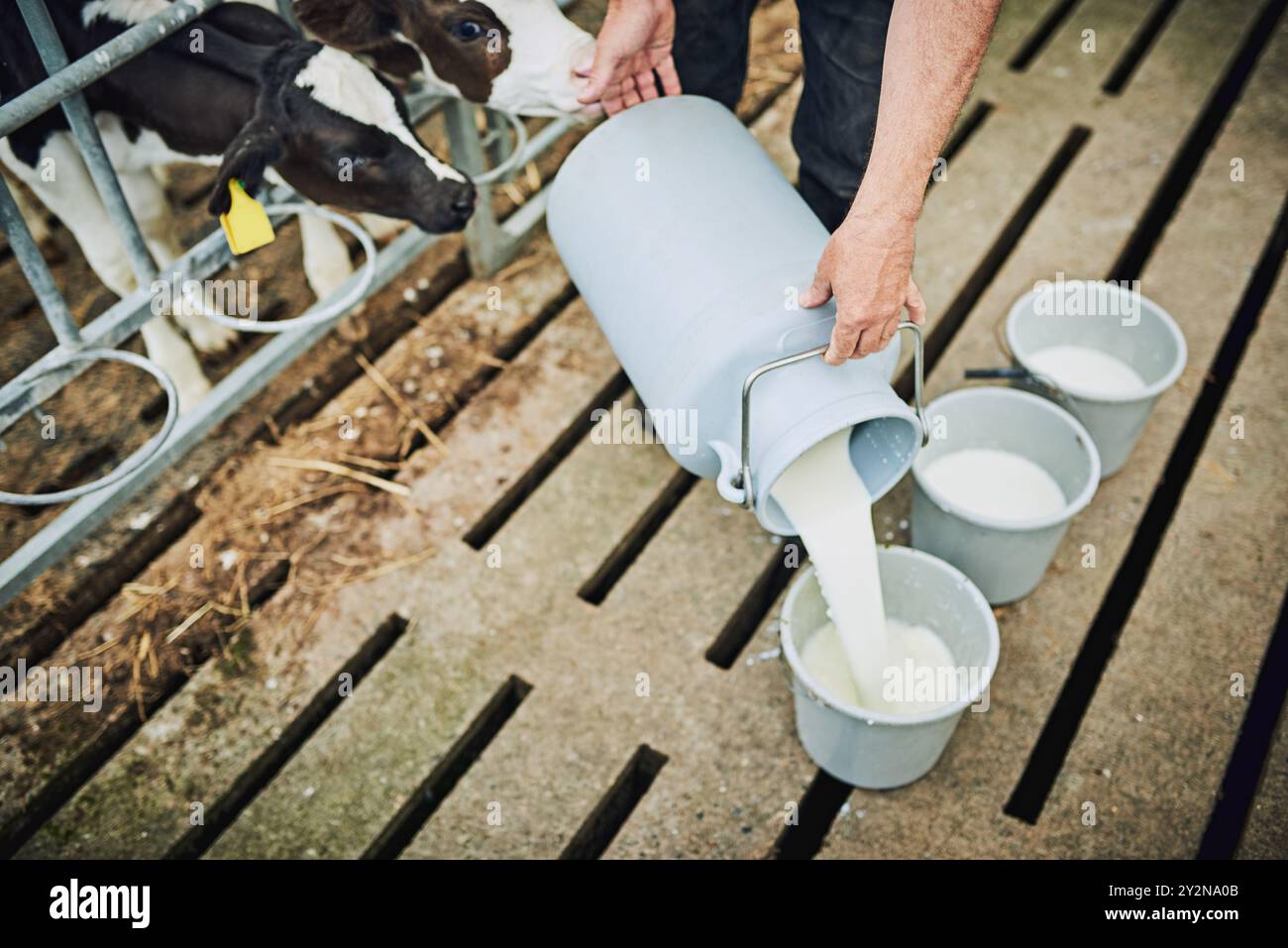 Farm, cows and person with milk in bucket for process, food production ...