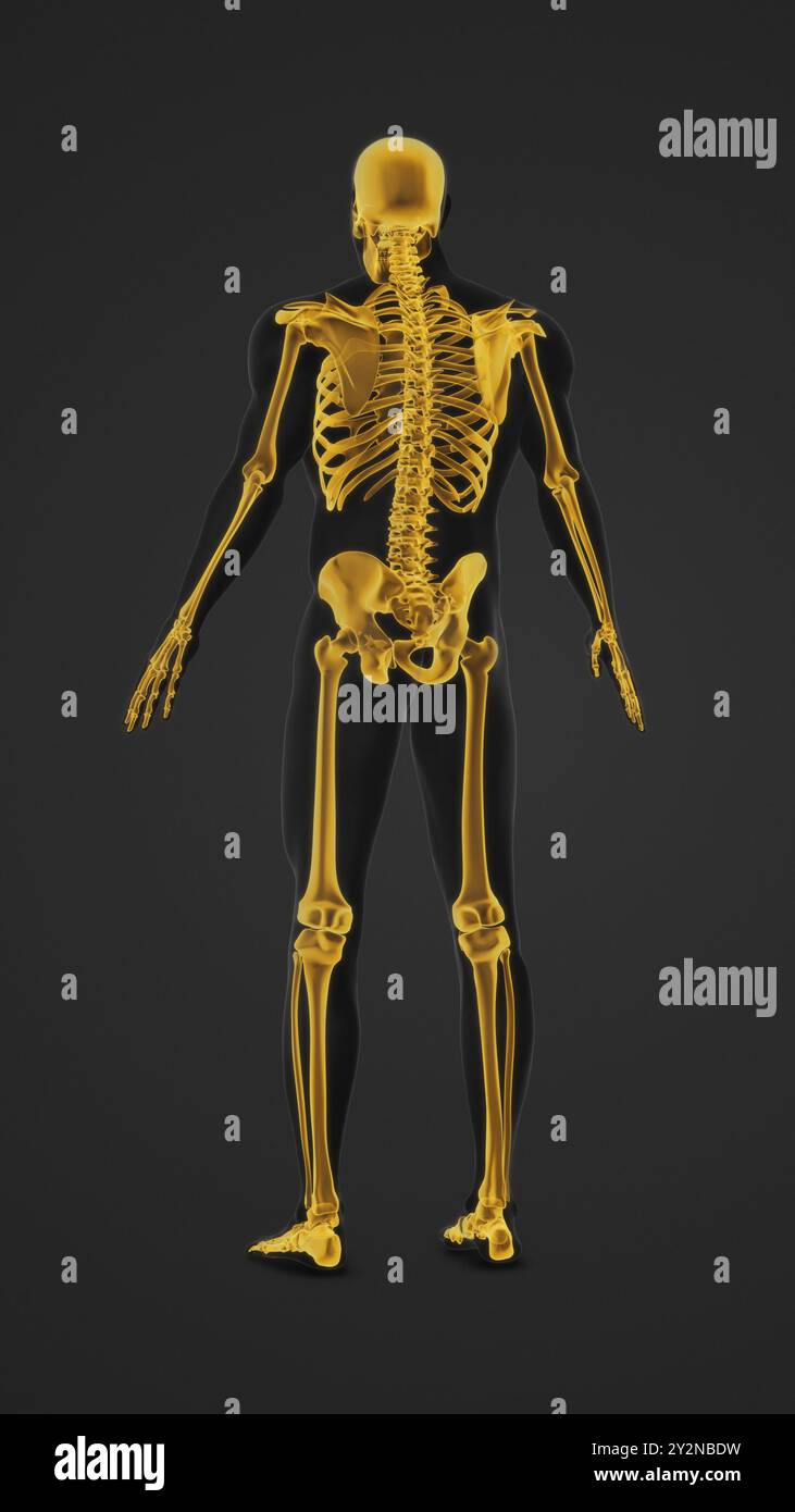 Highlighted spine man back hi-res stock photography and images - Alamy