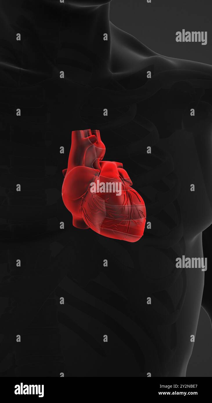Human Heart beating inside of rib cage Stock Photo - Alamy