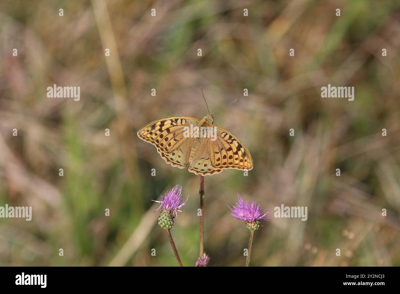 Cardinal butterfly male - Argynnis pandora Stock Photo - Alamy