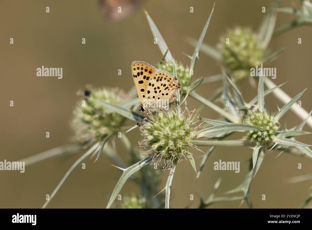 Iberian sooty copper hi-res stock photography and images - Alamy