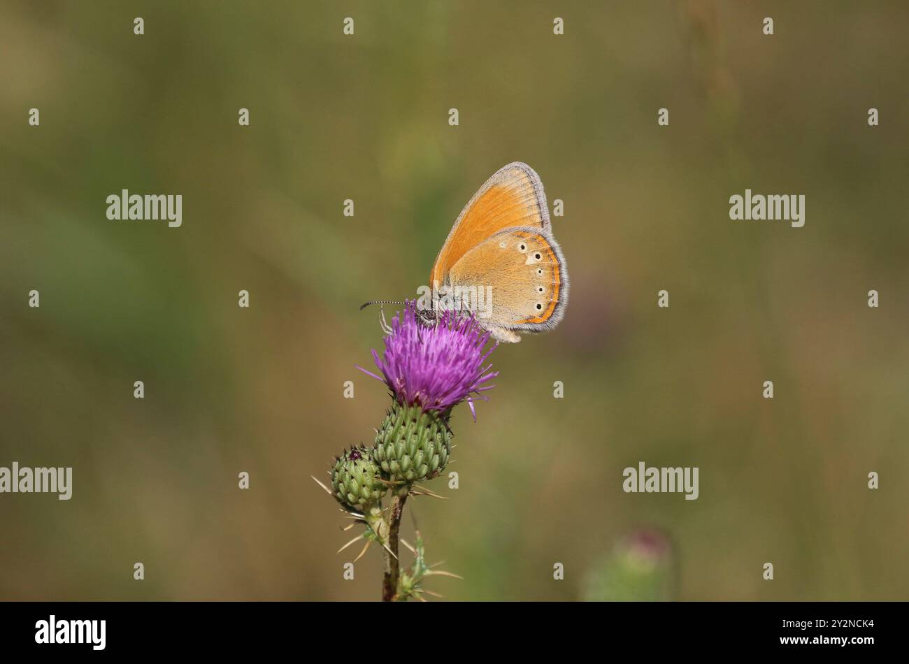 Chestnut Heath butterfly on thistle flower - Coenonympha glycerion ...
