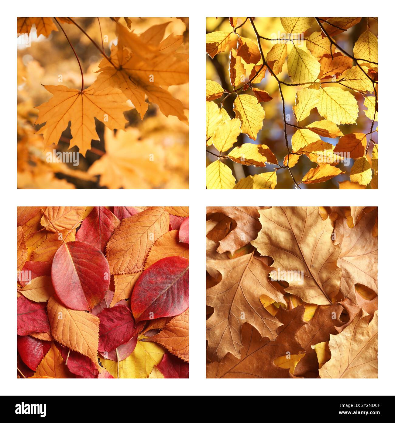 Beautiful autumn leaves. Vivid collage for fall vibe Stock Photo - Alamy