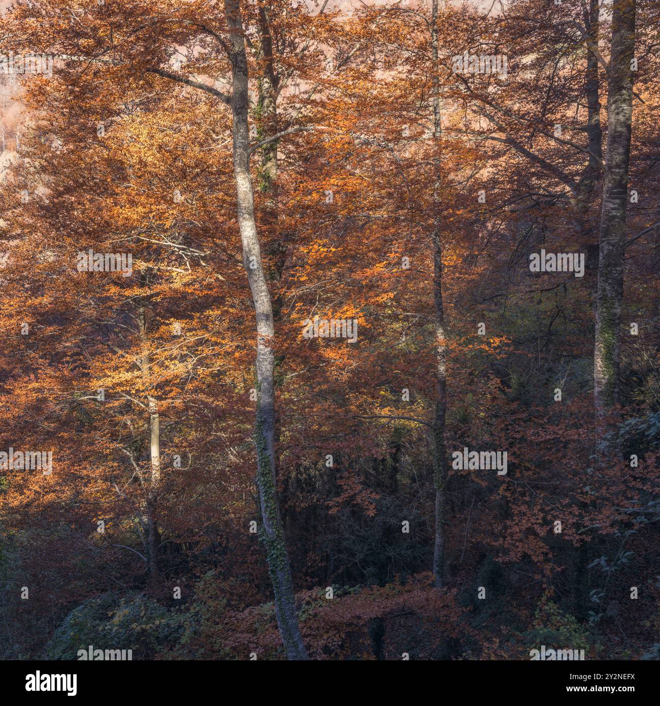 La Grevolosa beech forest in Catalonia, the autumn colors of the ...