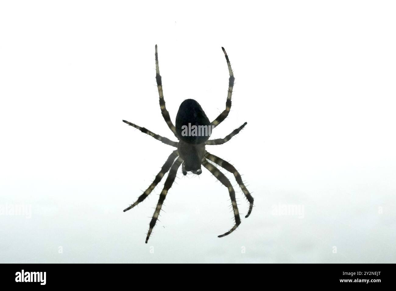 Garden Spider photographed on window Stock Photo - Alamy