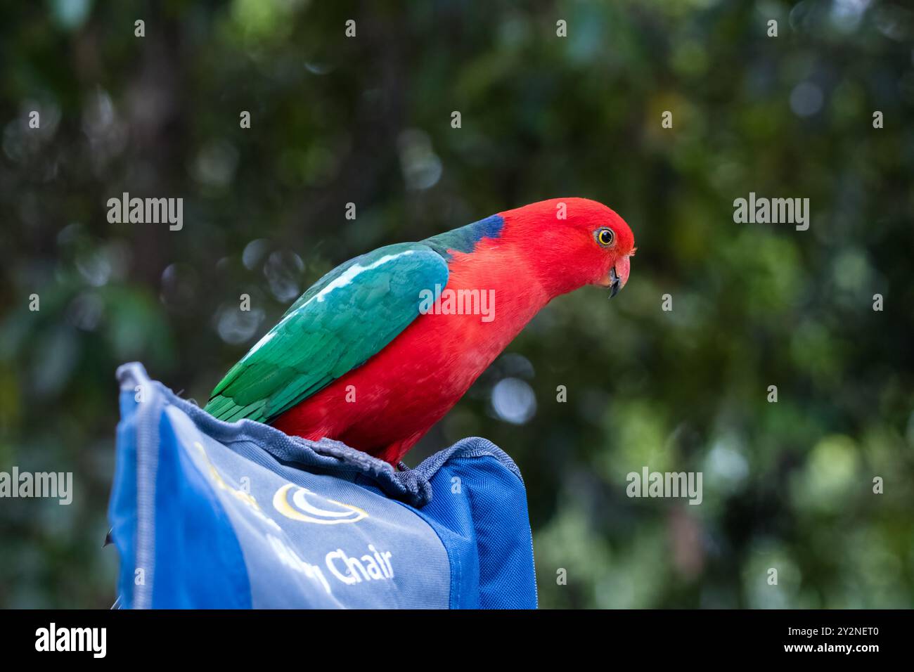 Australian king parrot, Alisterus scapularis, on a camping chair, Green ...