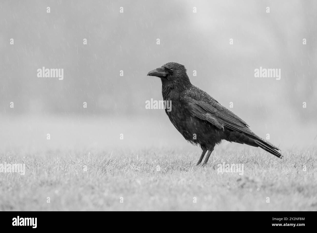 Rain crow Black and White Stock Photos & Images - Alamy
