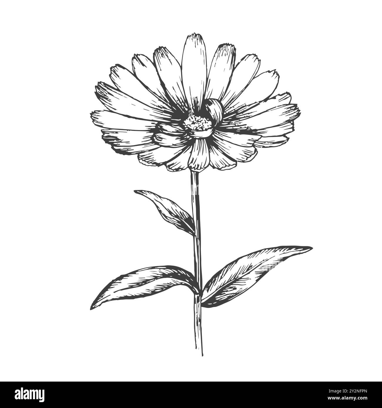 Calendula flower, vector black and white illustration. Hand drawn ink ...