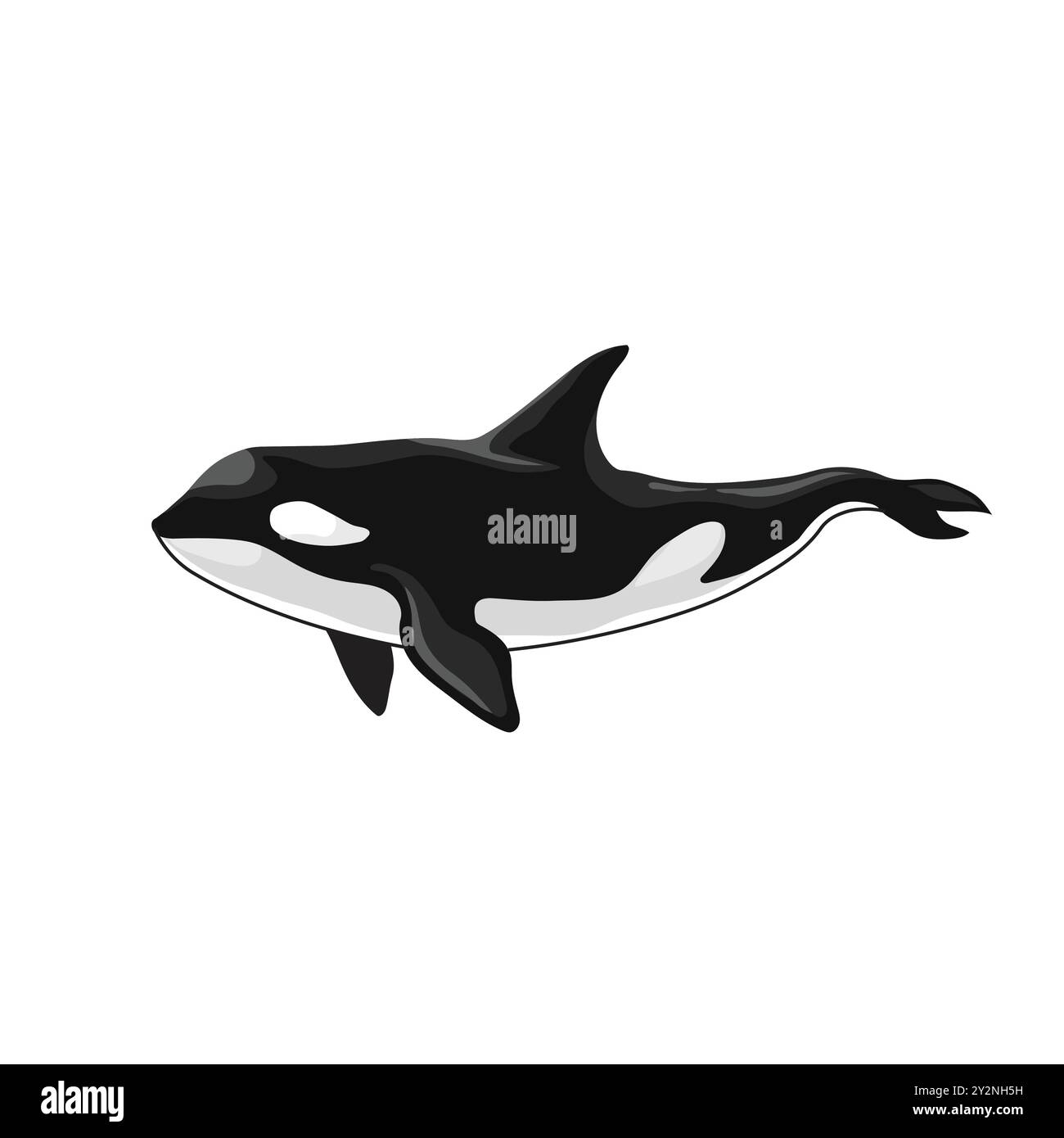 Vector illustration of an orca killer whale Stock Vector Image & Art ...