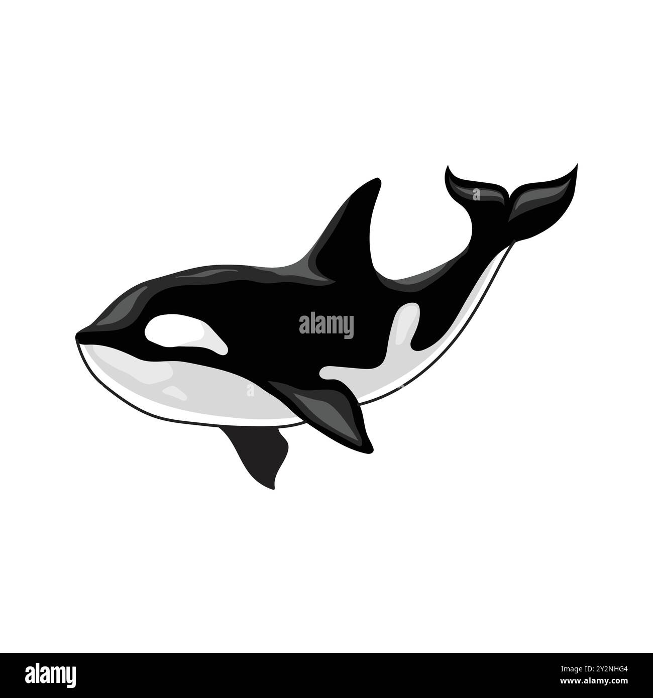 Vector illustration of an orca killer whale Stock Vector Image & Art ...