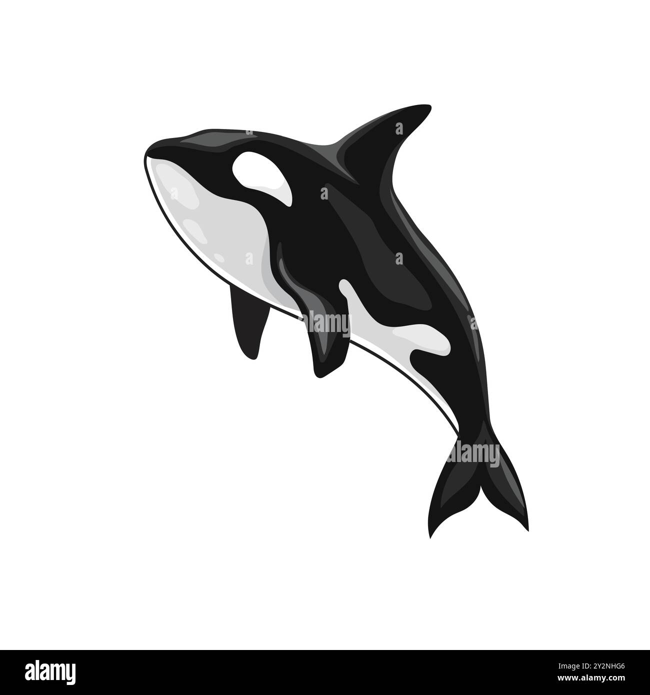 Vector illustration of an orca killer whale Stock Vector Image & Art ...