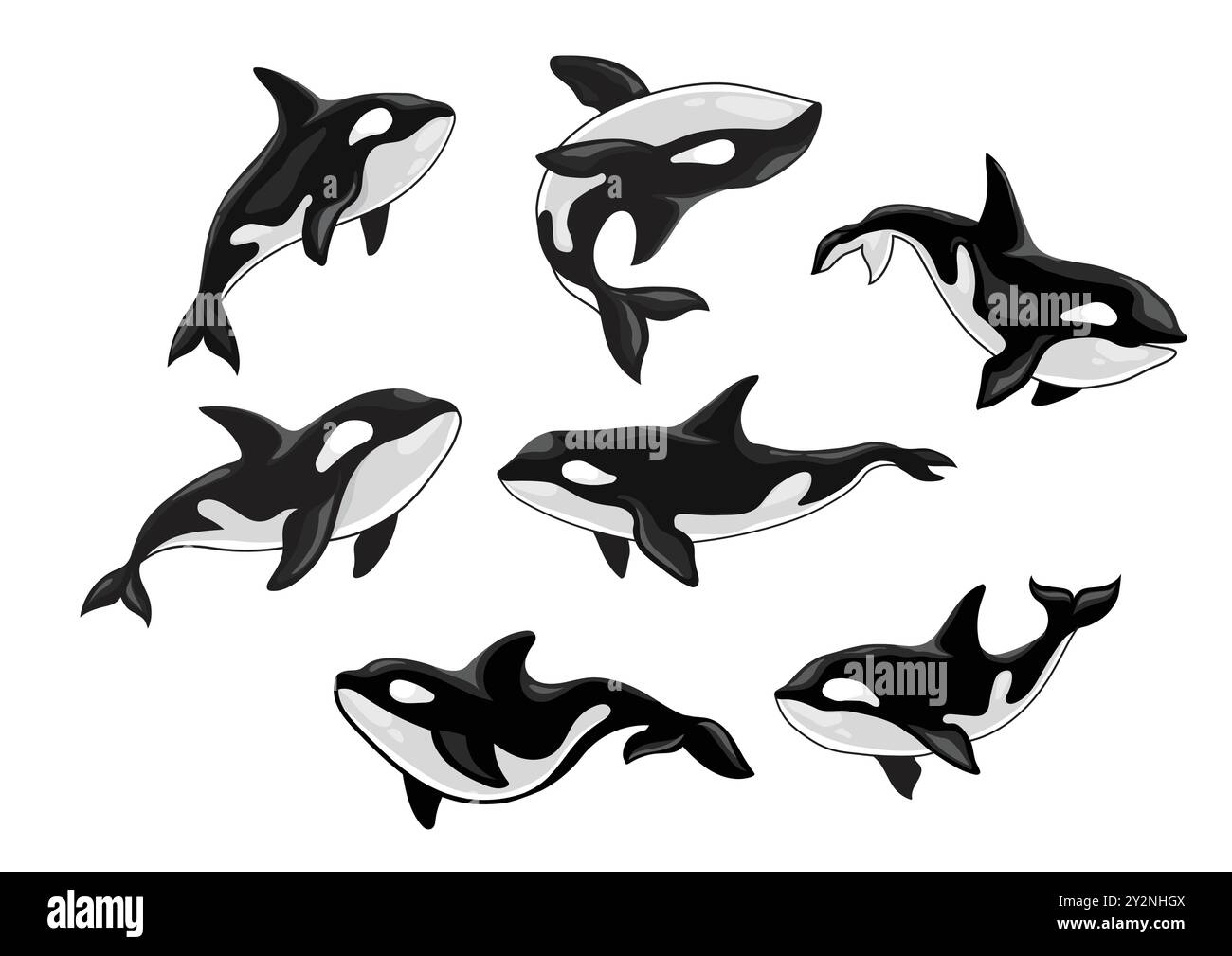 Set of killer whale, Orcinus orca, animal design, ocean mammal orca ...