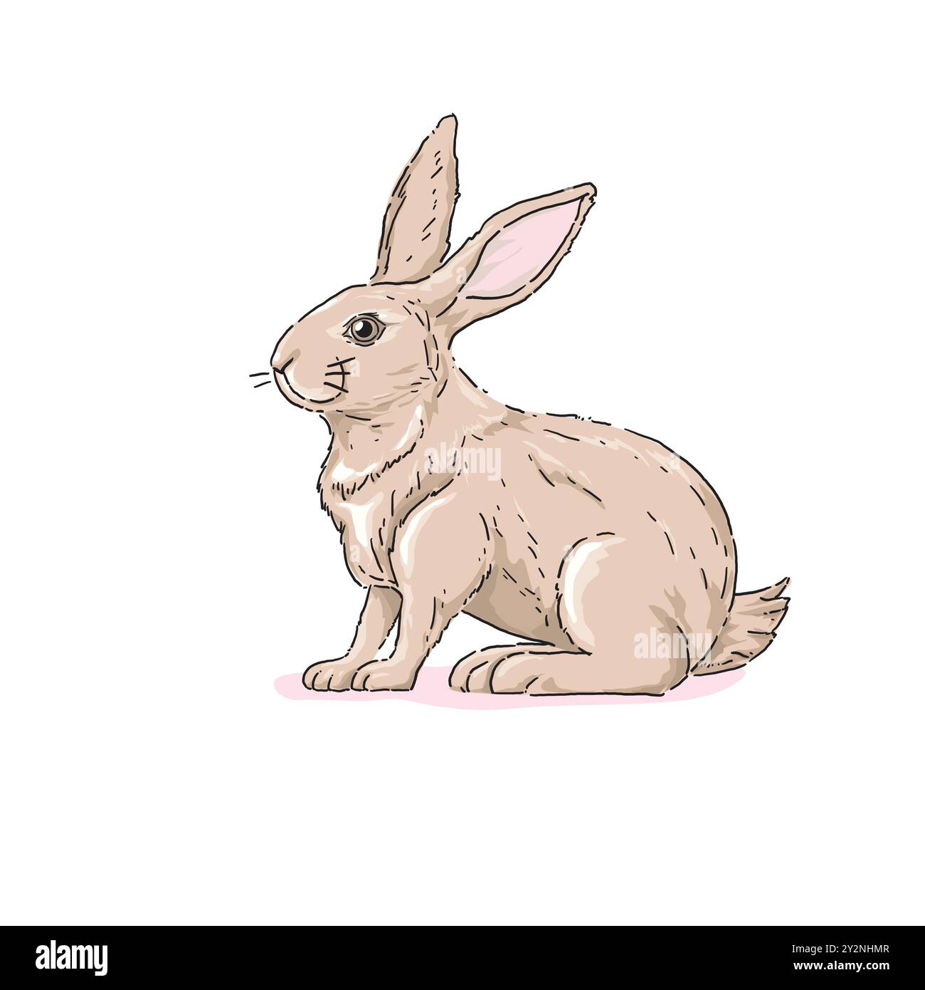 hand drawn Cute Rabbit Illustration, Hand drawn Style, isolated Vector ...