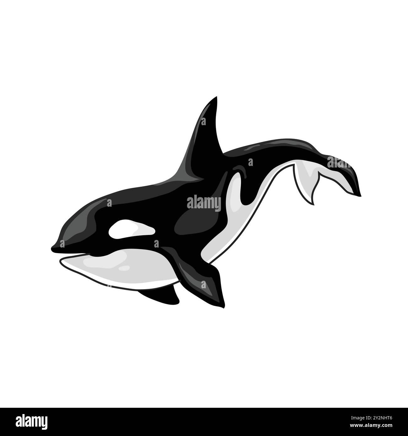 Vector illustration of an orca killer whale Stock Vector Image & Art ...