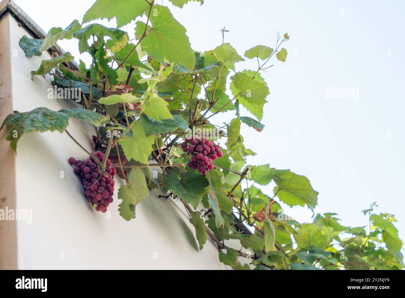 Grapevines on a building facade hi-res stock photography and images - Alamy