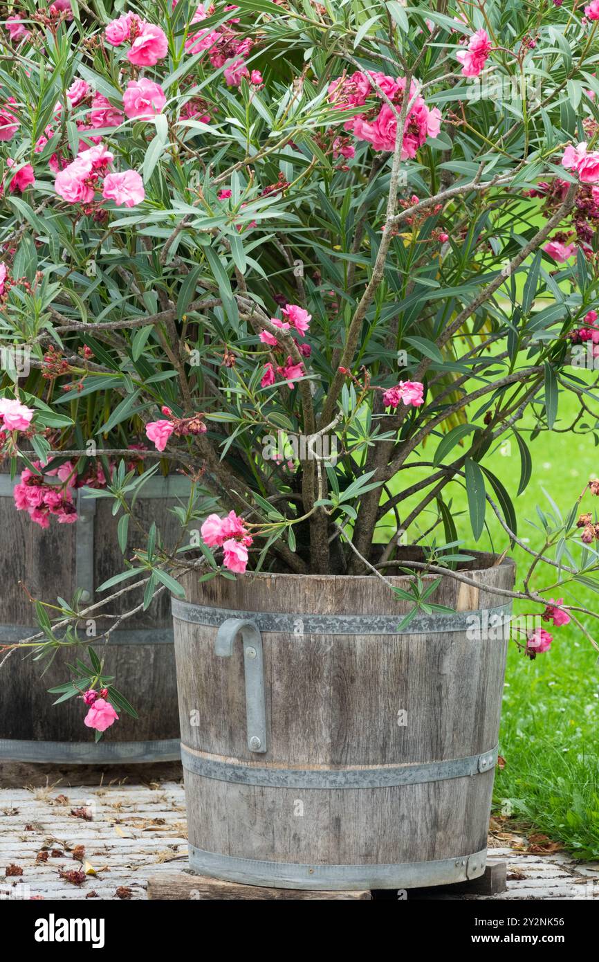 Wooden barrels filled with blooming pink oleander flowers placed in a ...