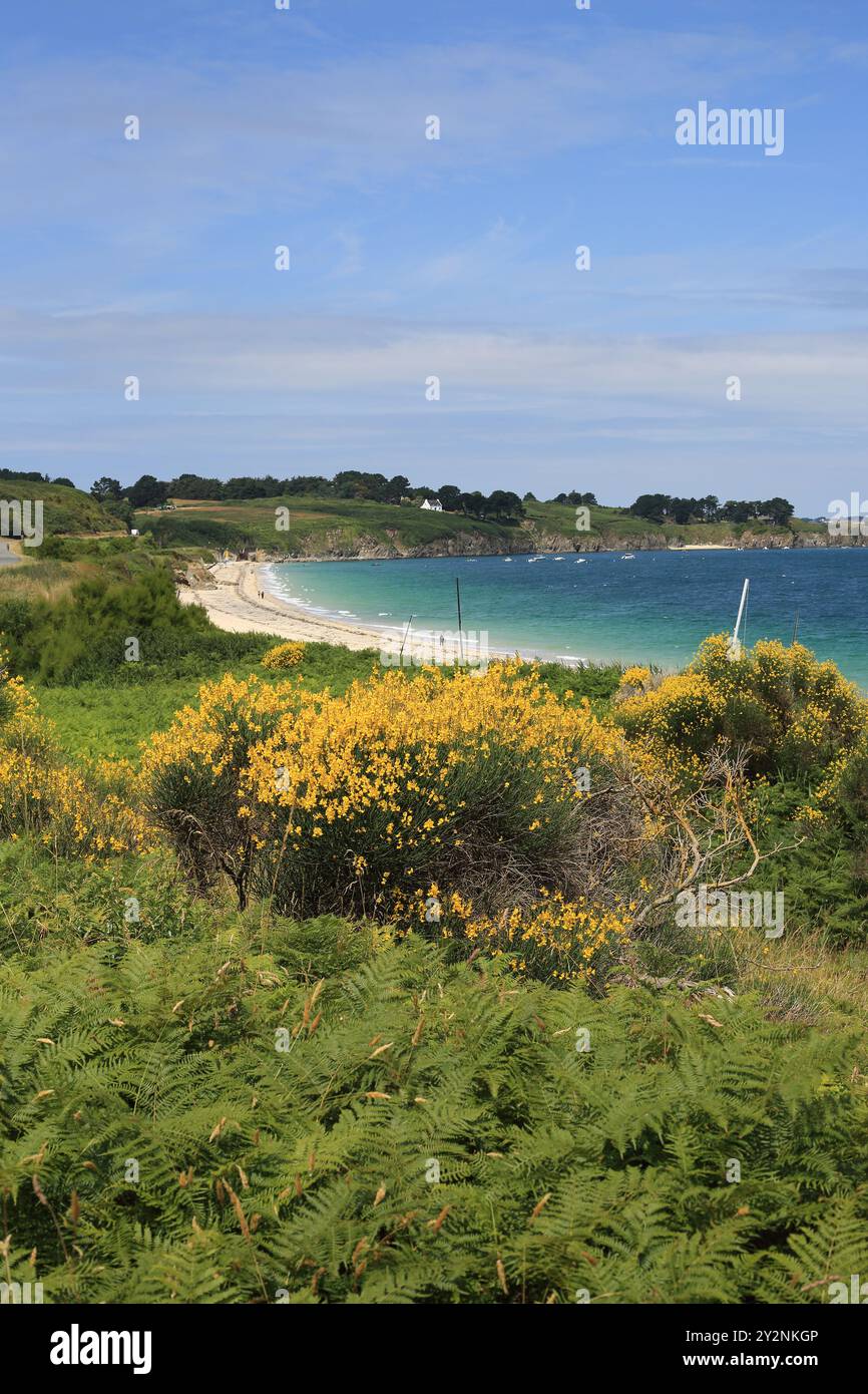 View of long sandy beach and flowering common gorse, Plage des Grands ...