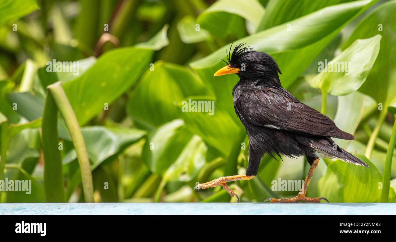 Common myna thailand hi-res stock photography and images - Alamy