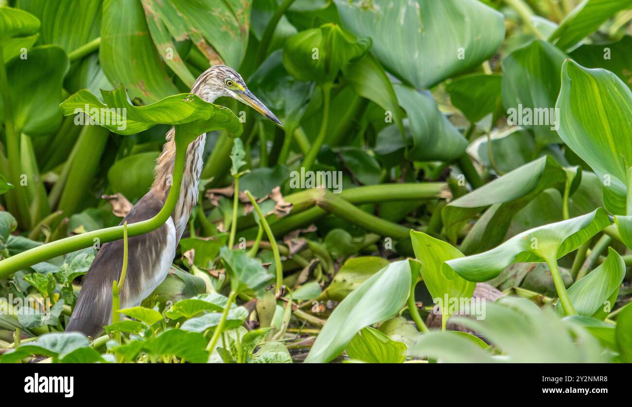 Indian pond heron flying hi-res stock photography and images - Alamy
