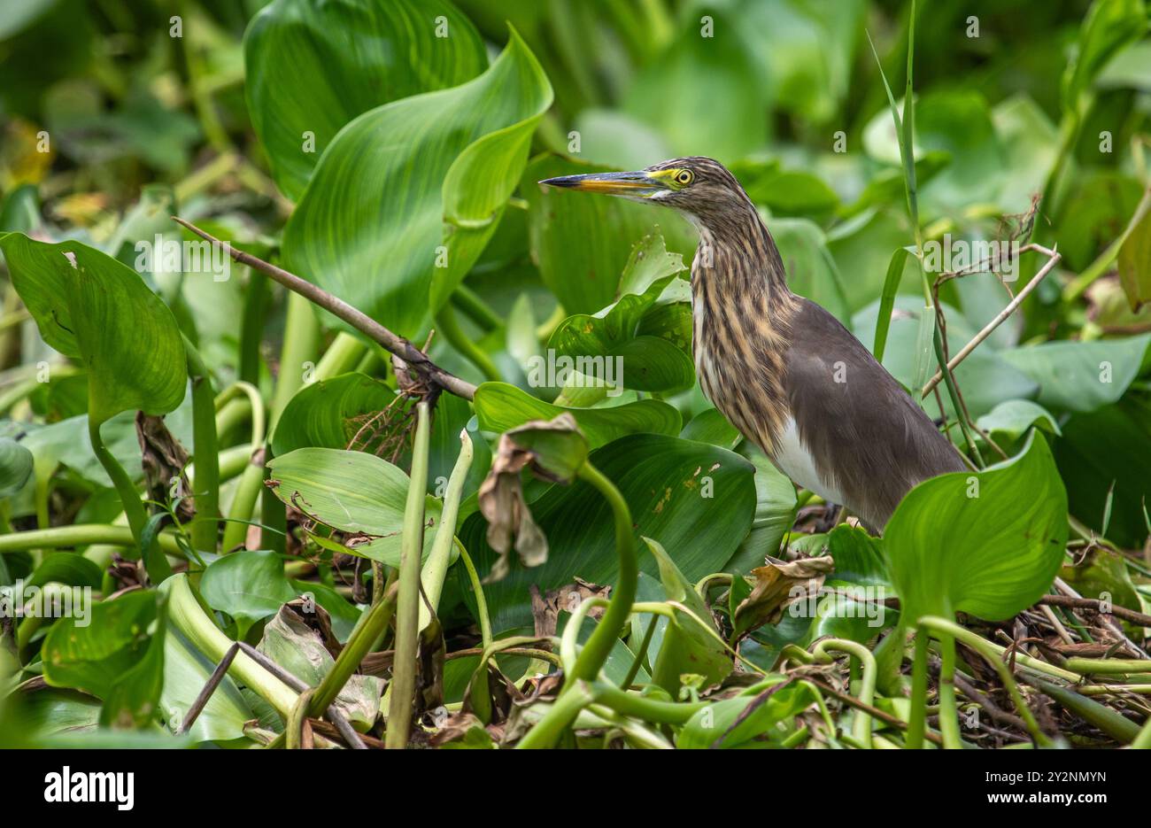 Indian pond heron Stock Photo - Alamy