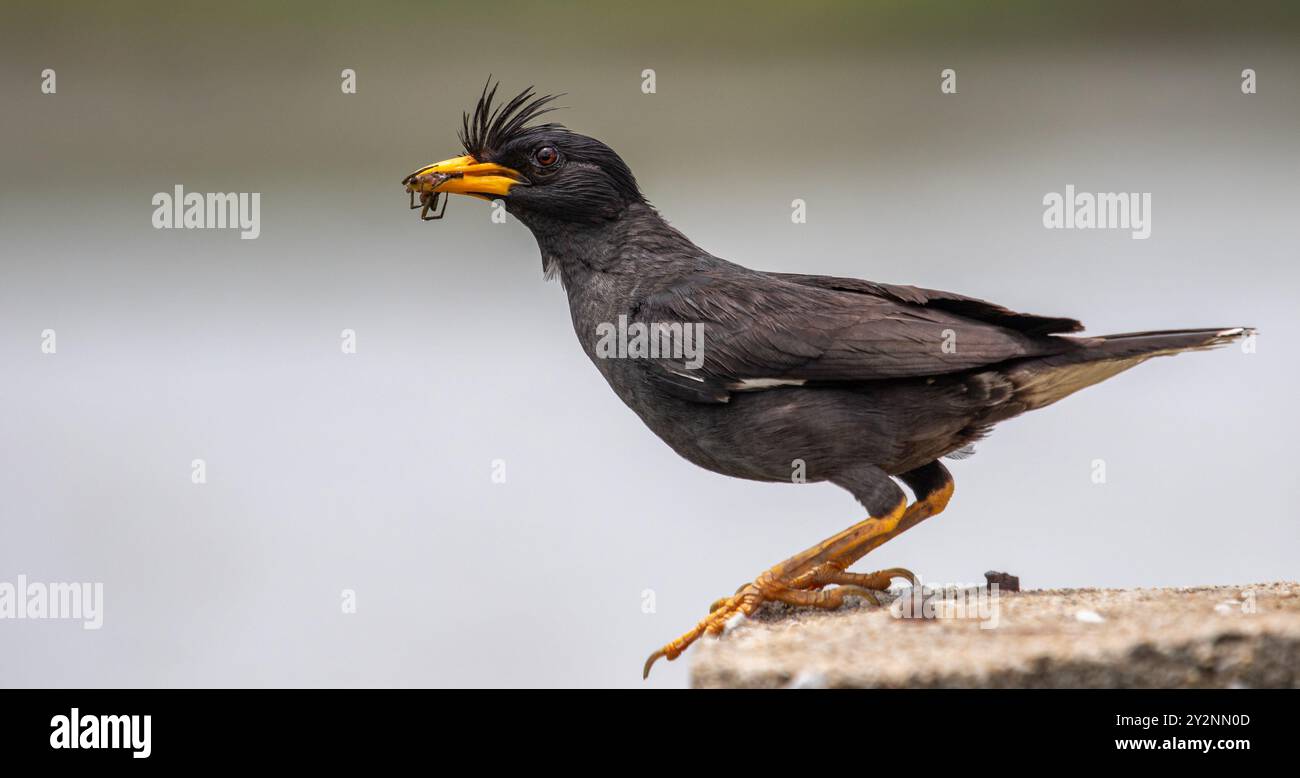 Crested crow hi-res stock photography and images - Alamy