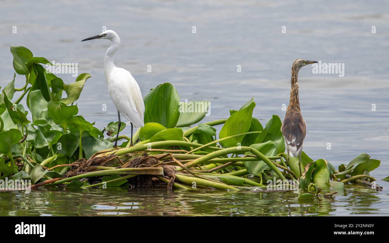 Indian pond heron Stock Photo - Alamy