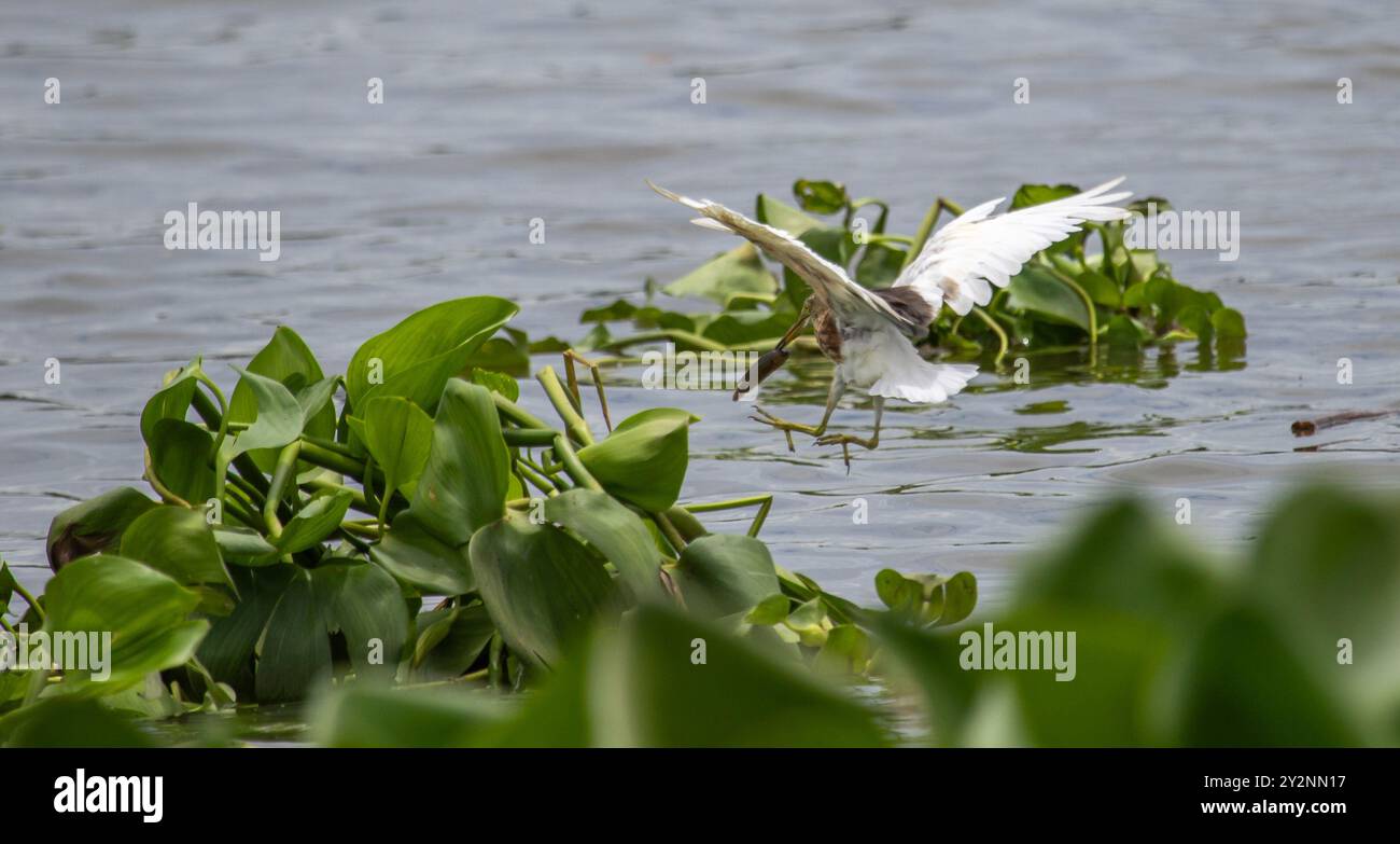 Indian pond heron Stock Photo - Alamy