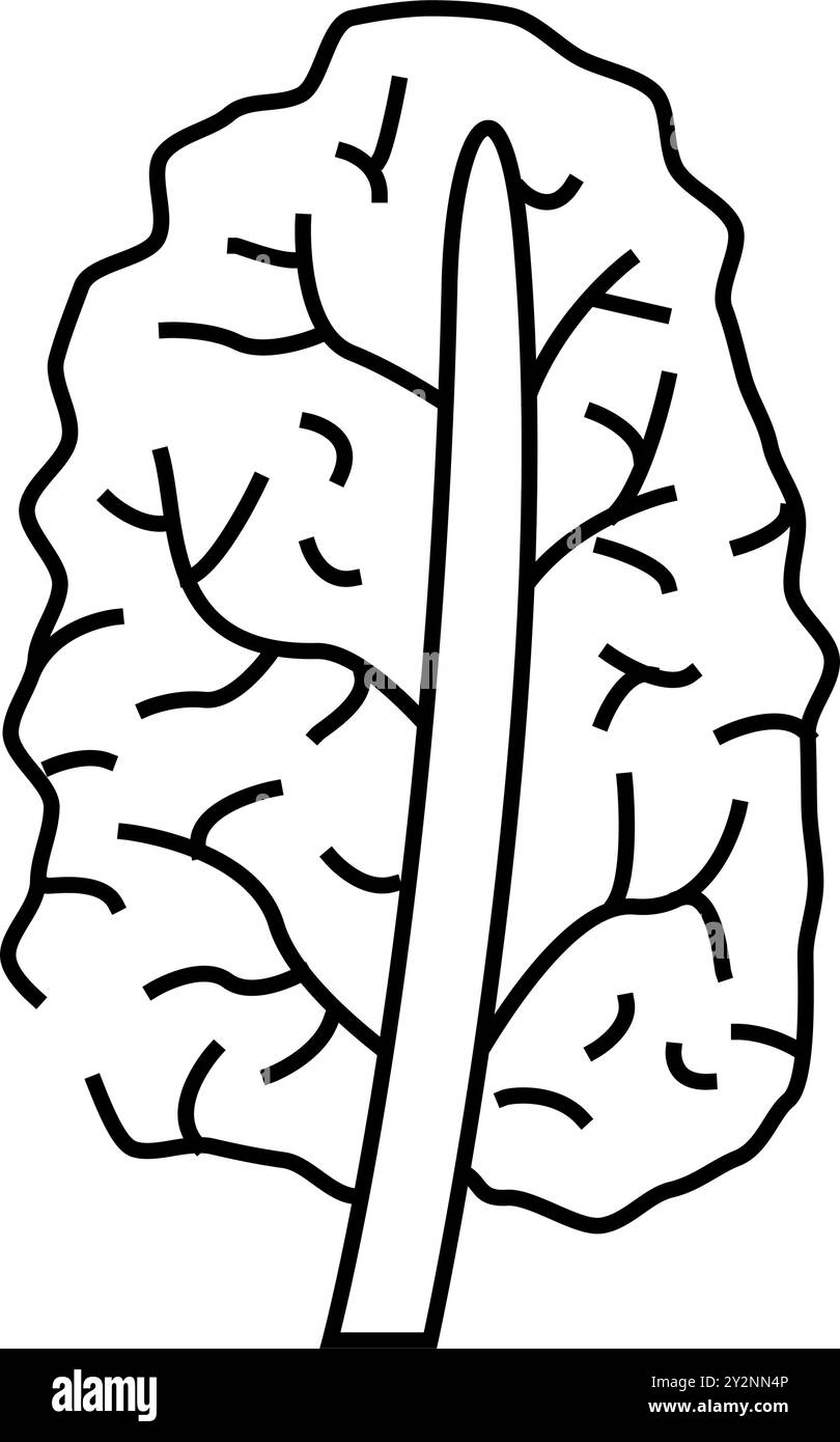 kale cabbage line icon vector illustration Stock Vector Image & Art - Alamy