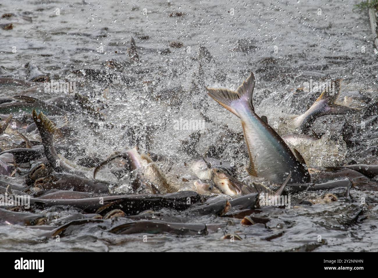 Cat eating fish hi-res stock photography and images - Alamy