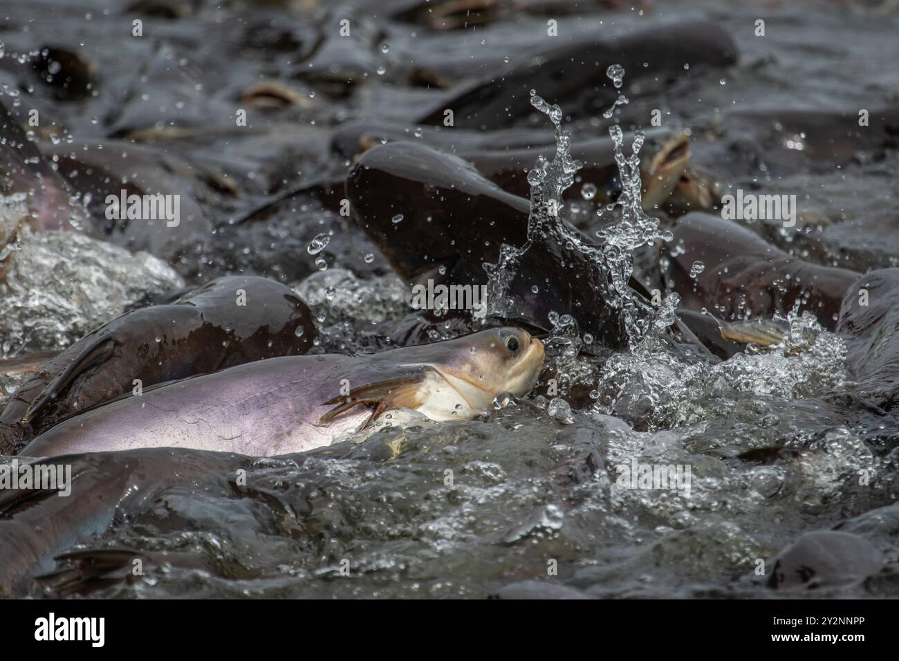 feeding cat fish Stock Photo - Alamy