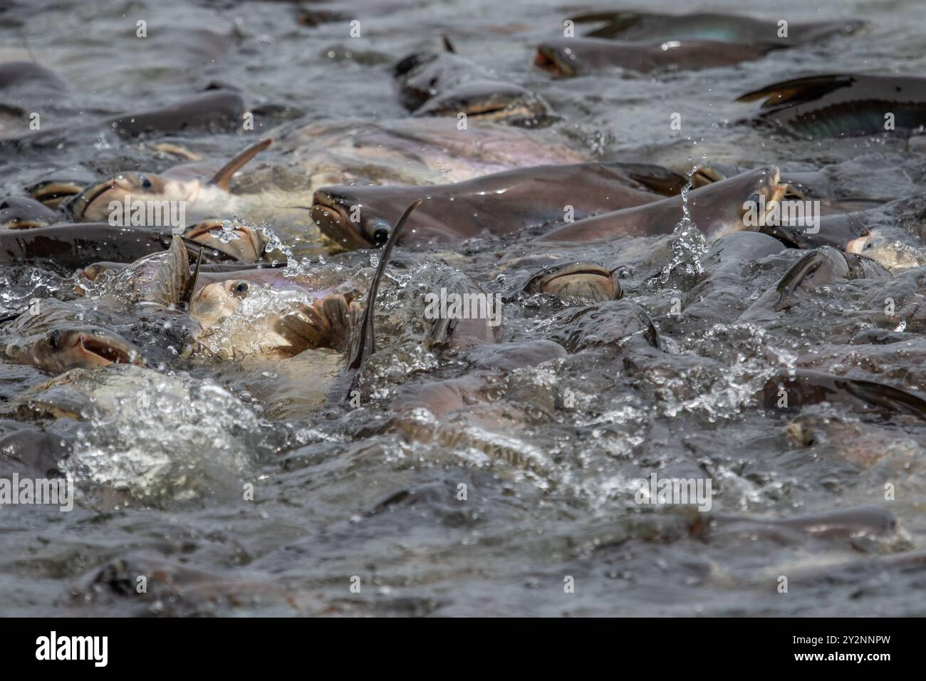 feeding cat fish Stock Photo - Alamy