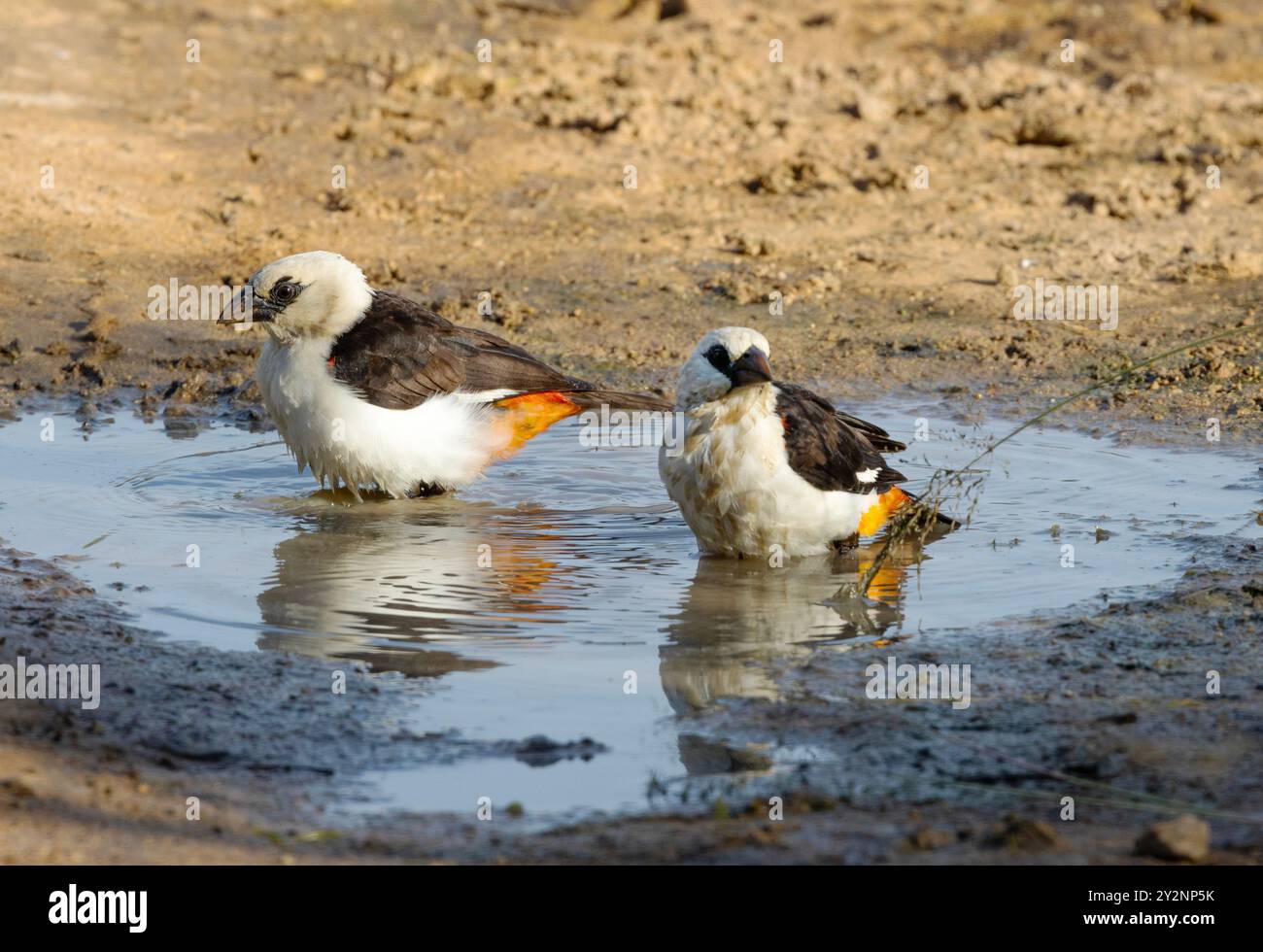 The White-headed Buffalo-Weaver fly around in noisey family flocks ...
