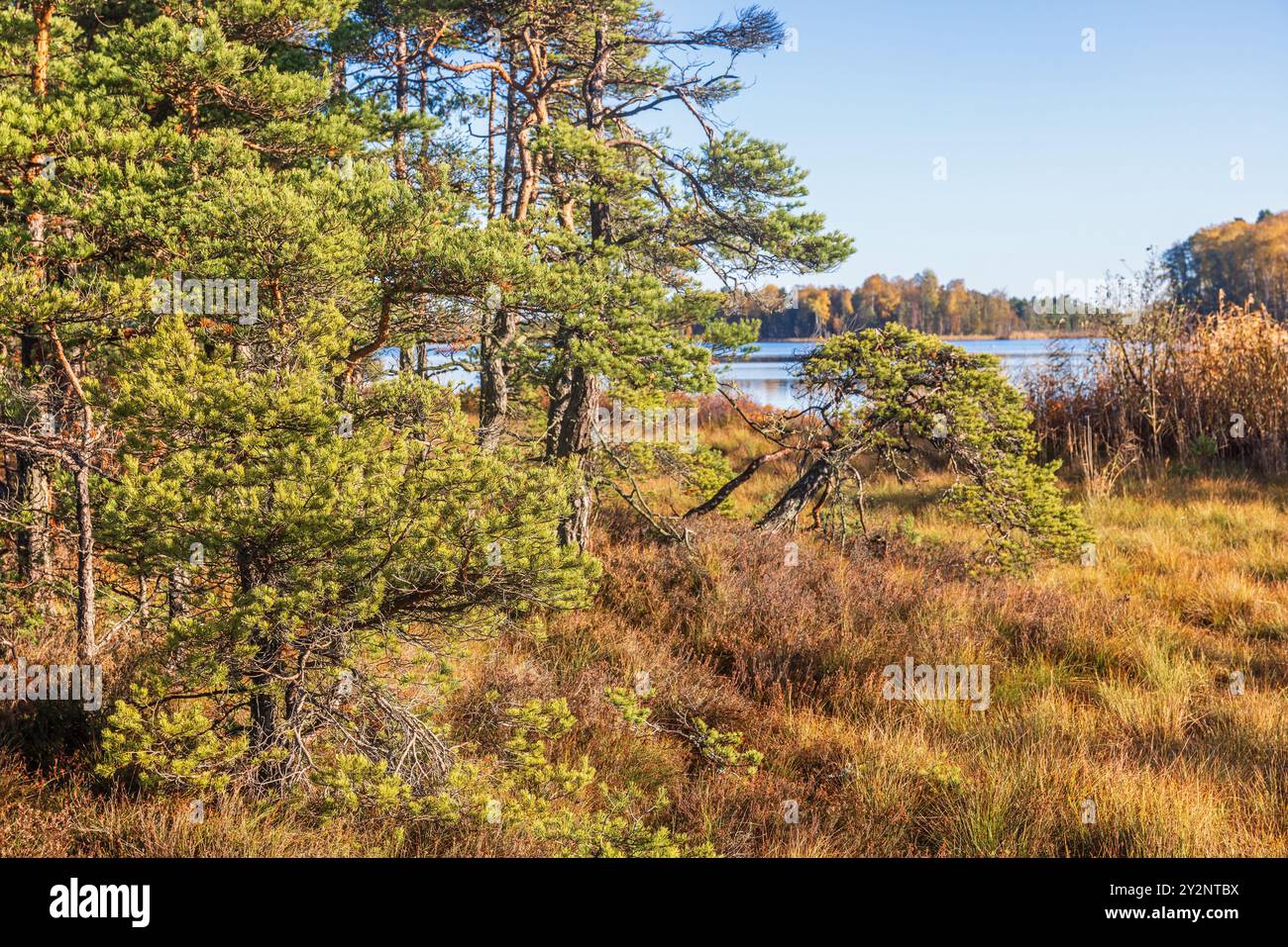 Bog pine branch in hi-res stock photography and images - Alamy