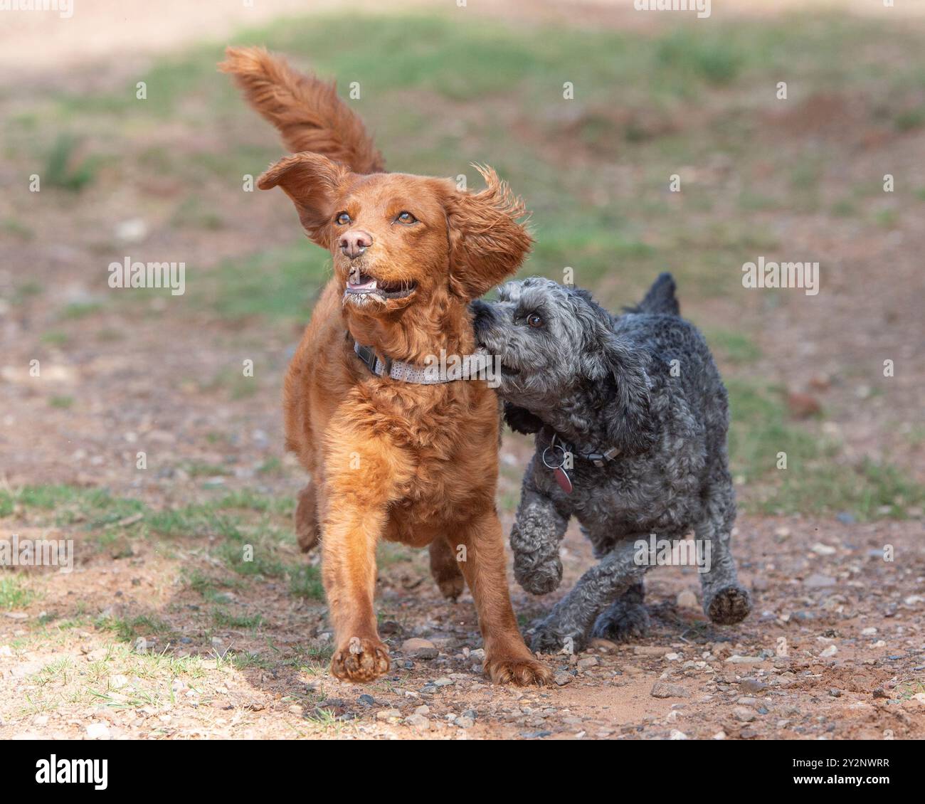 cavapoo dogs playing together Stock Photo - Alamy
