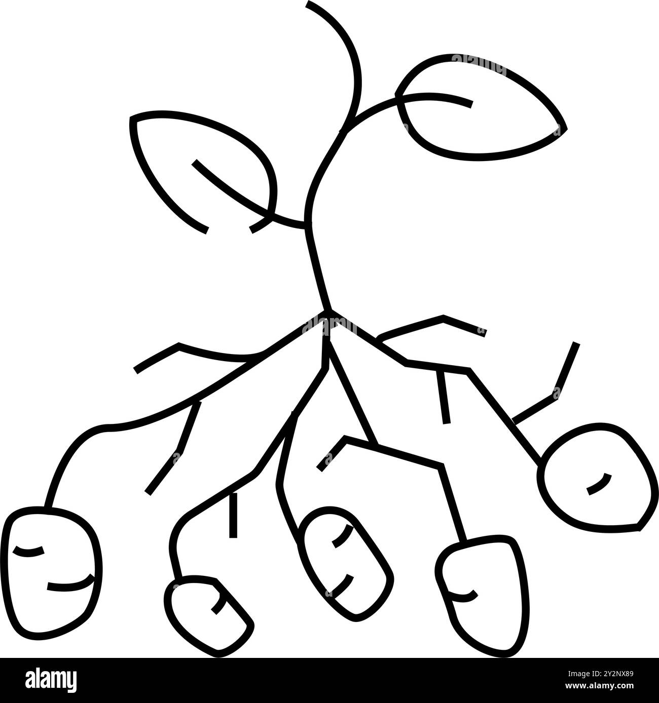 potato bush plant line icon vector illustration Stock Vector Image ...